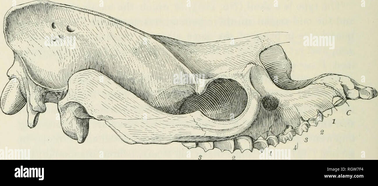 . Bulletin - American Museum of Natural History. Natural history ...