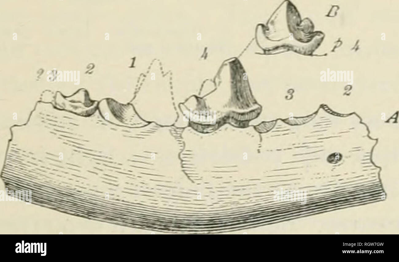 . Bulletin - American Museum of Natural History. Natural history ...