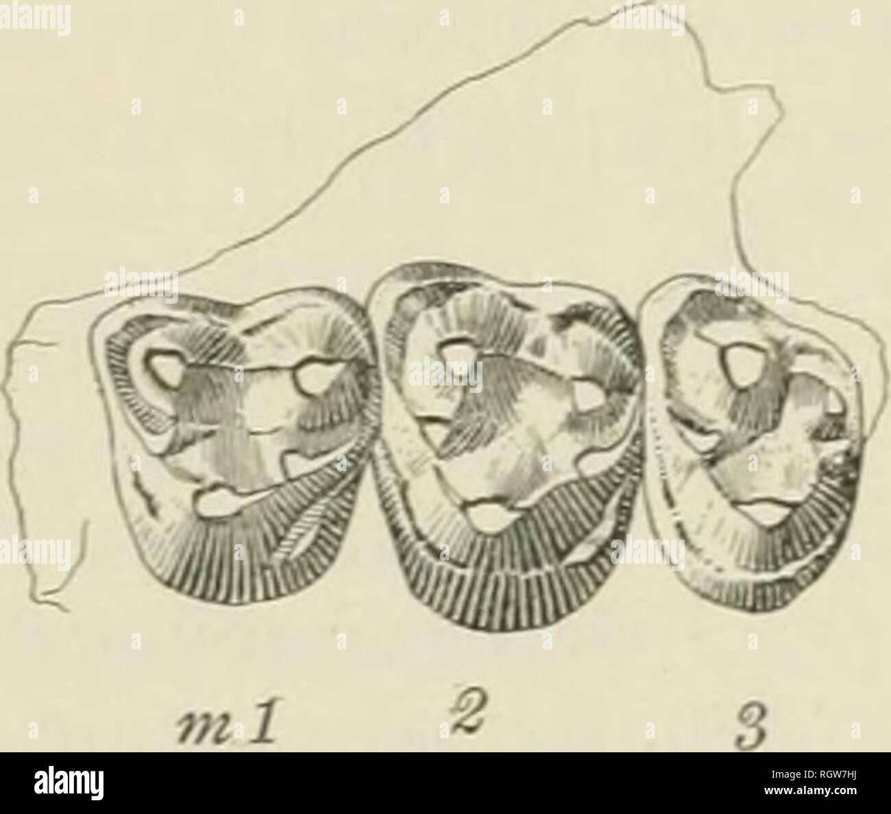 . Bulletin - American Museum of Natural History. Natural history ...