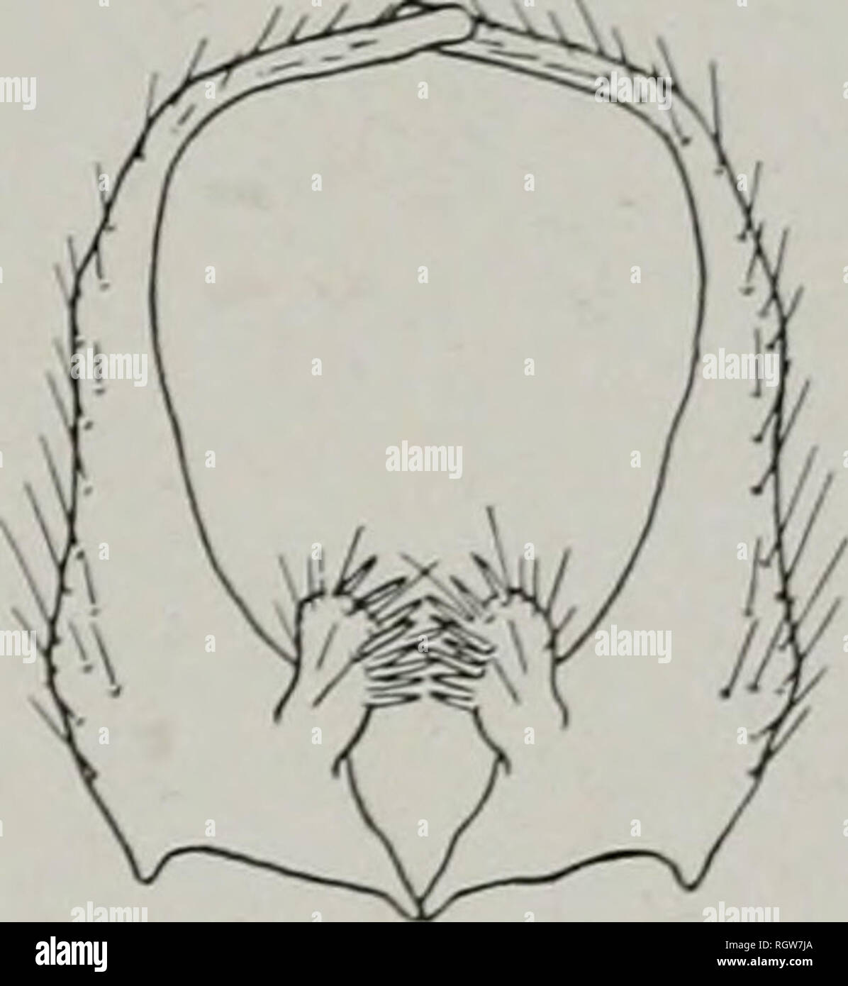 Triaenodes hi-res stock photography and images - Alamy