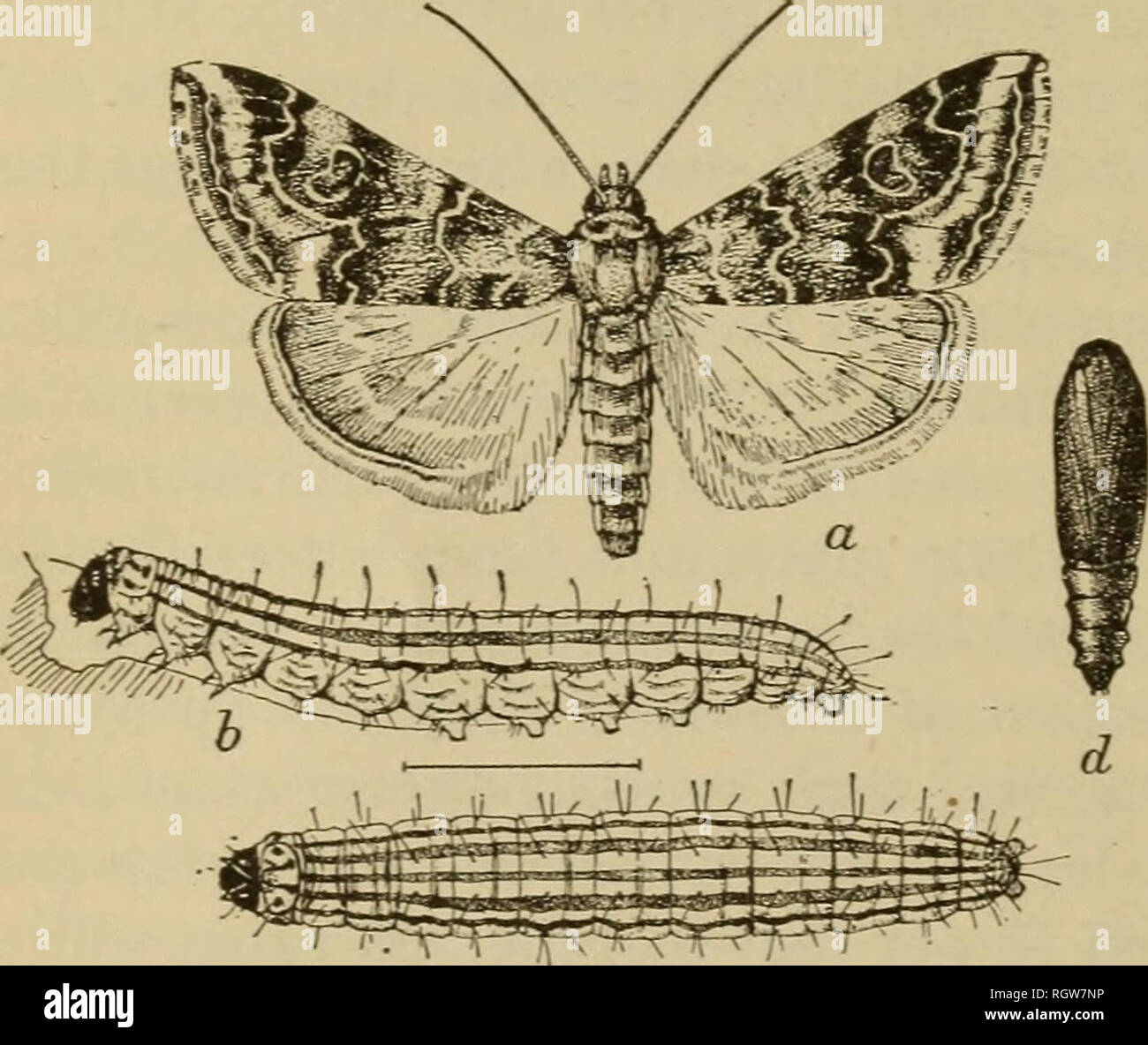 Hellula undalis hi-res stock photography and images - Alamy