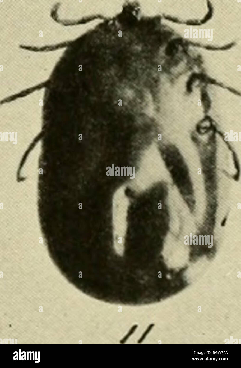 American dog tick larva hi-res stock photography and images - Alamy