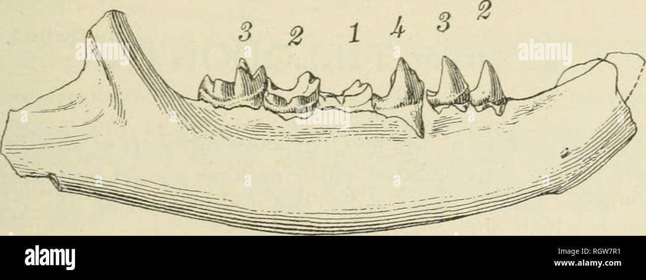 Dissacus hi-res stock photography and images - Alamy