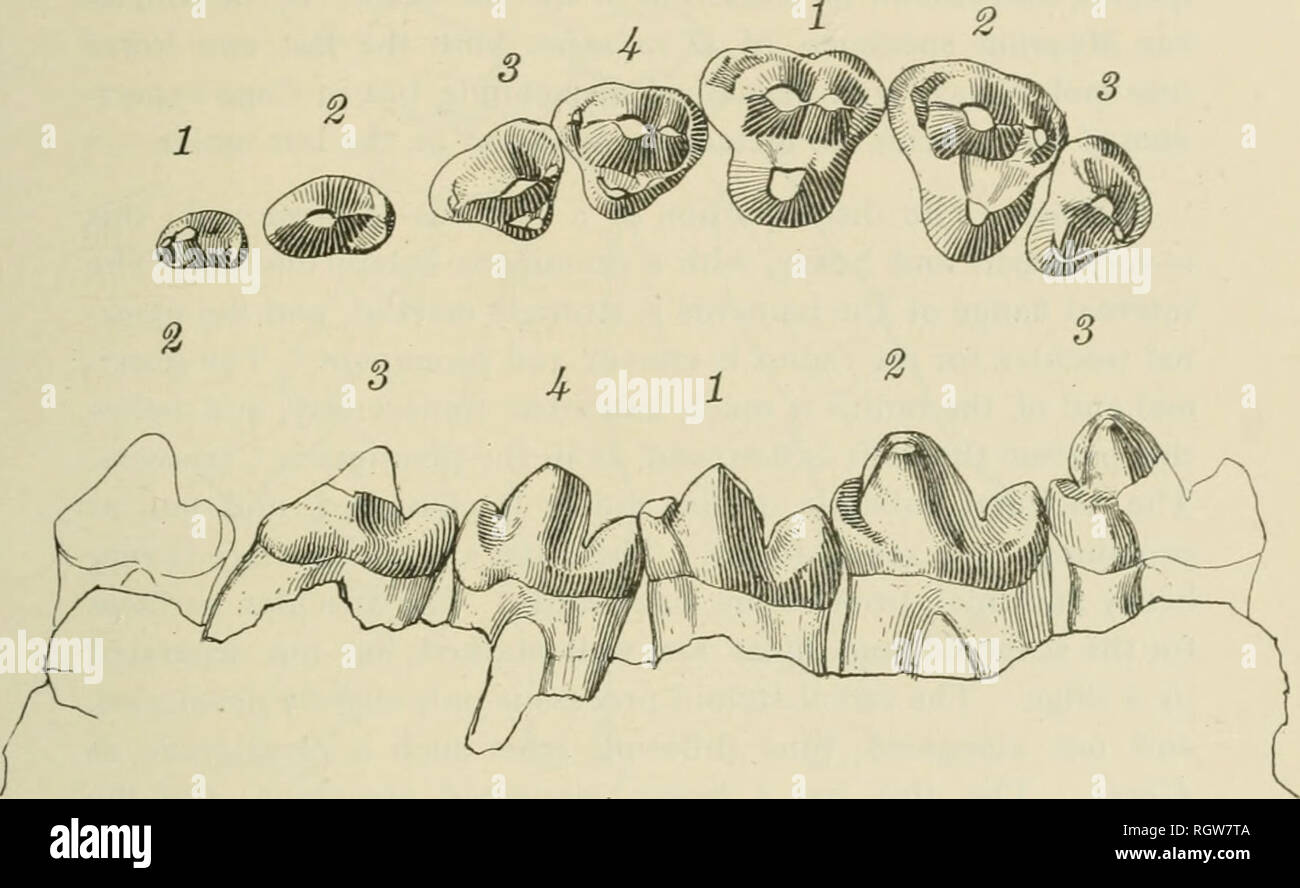 . Bulletin - American Museum of Natural History. Natural history ...
