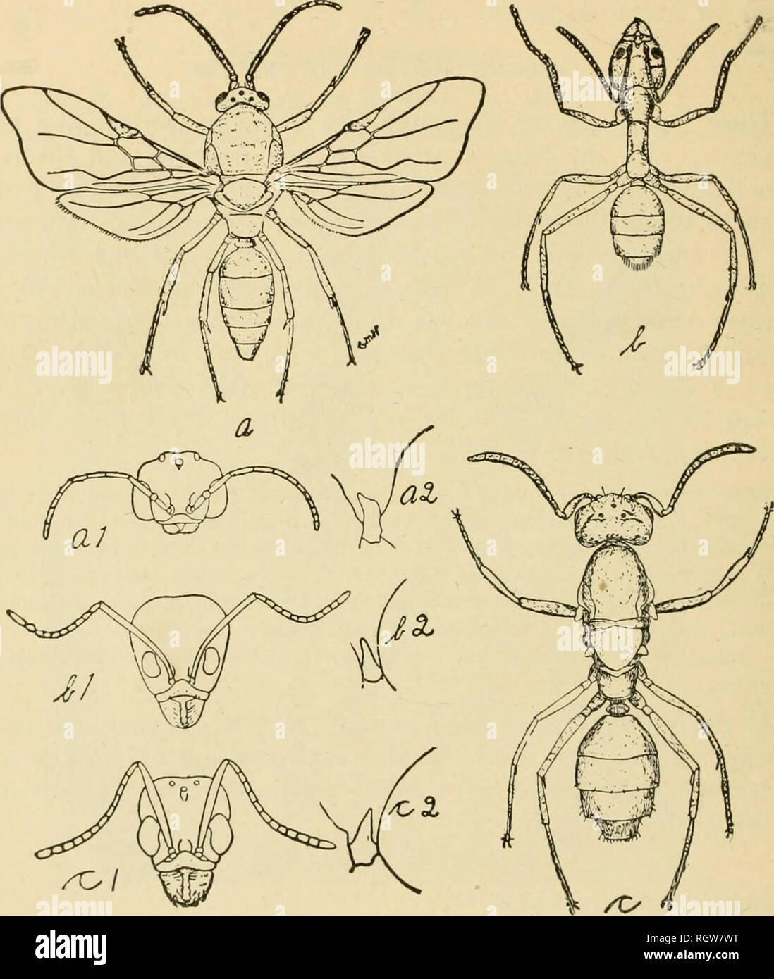 Flatter base hi-res stock photography and images - Alamy