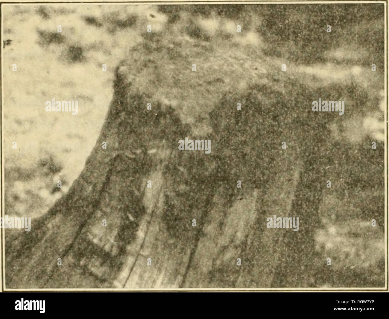 Castes Of Insects High Resolution Stock Photography and Images - Alamy