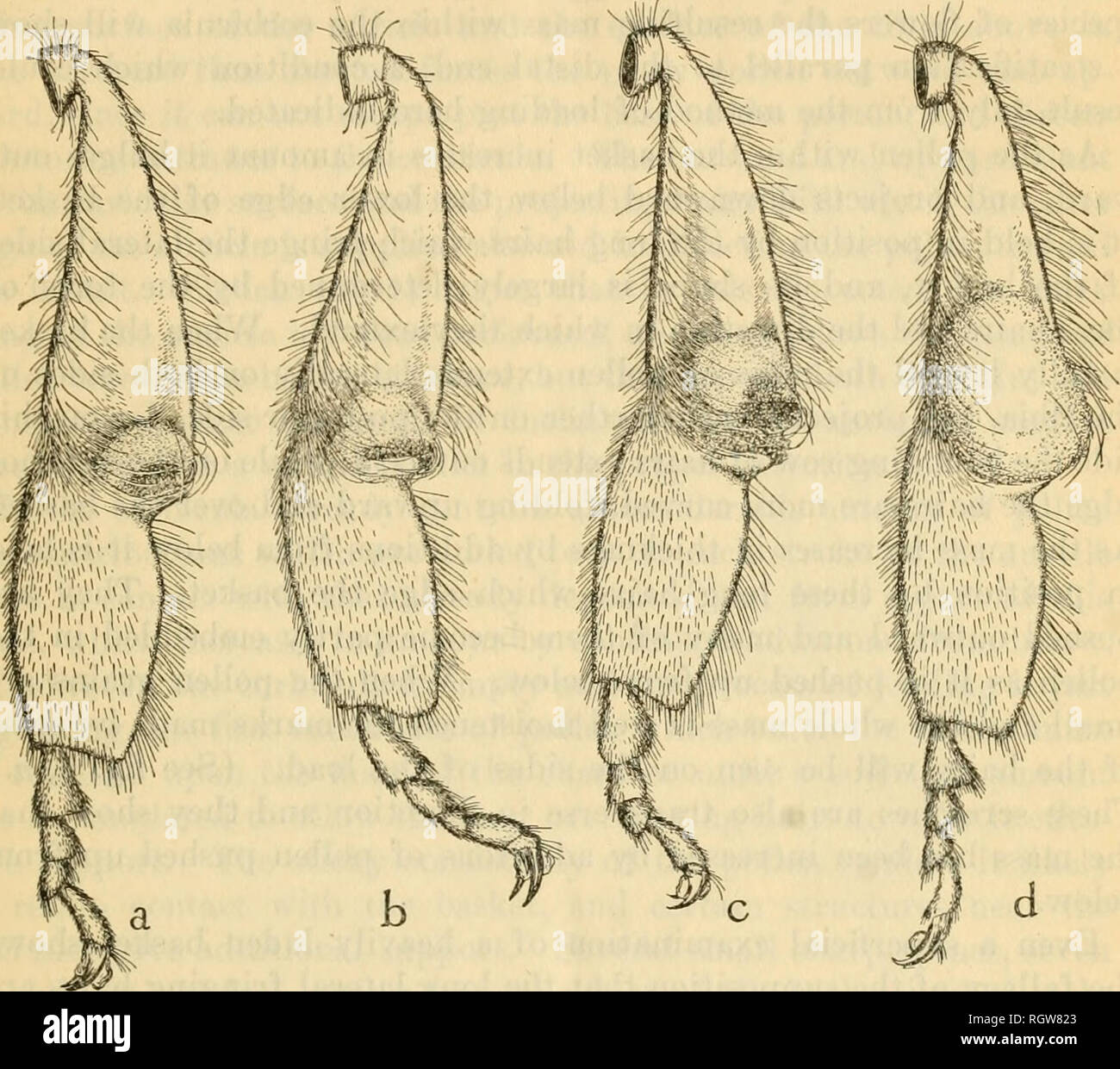 . Bulletin. Insects; Insect pests; Entomology; Insects; Insect pests ...