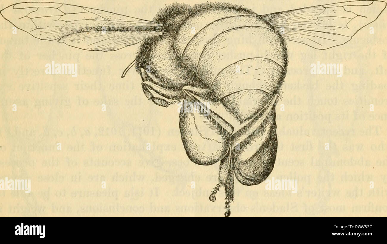 . Bulletin. Insects; Insect pests; Entomology; Insects; Insect pests ...