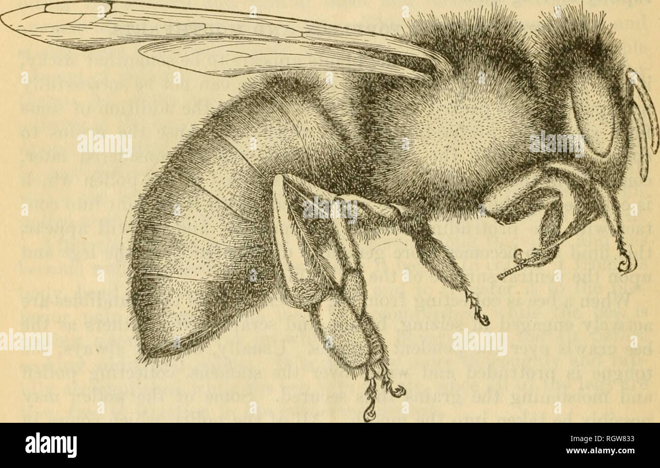 Tarsal segments hi-res stock photography and images - Alamy