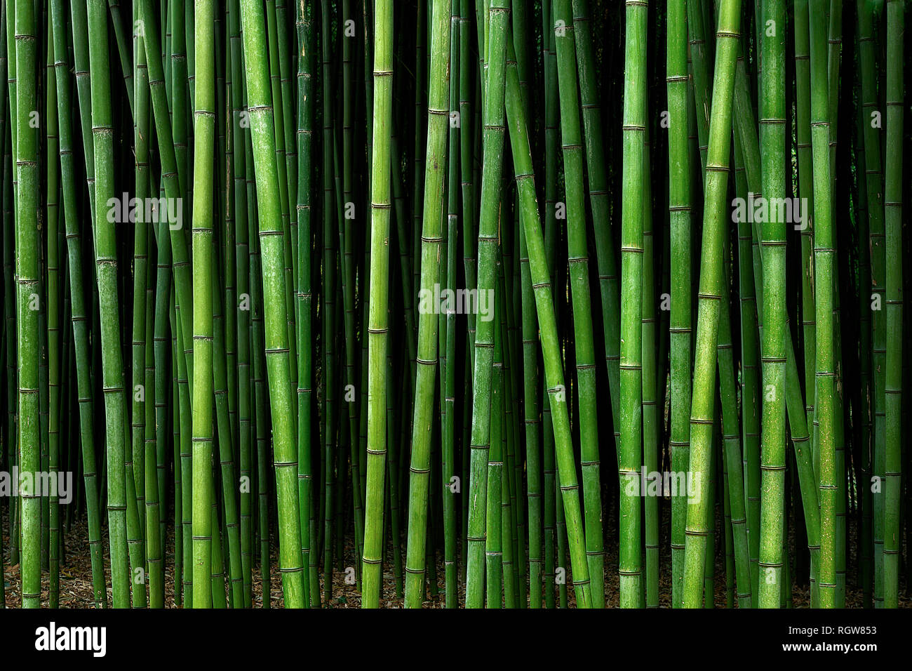 bamboo forest pattern Stock Photo - Alamy