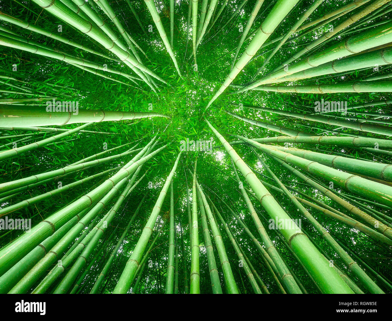 Forest low angle view hi-res stock photography and images - Alamy