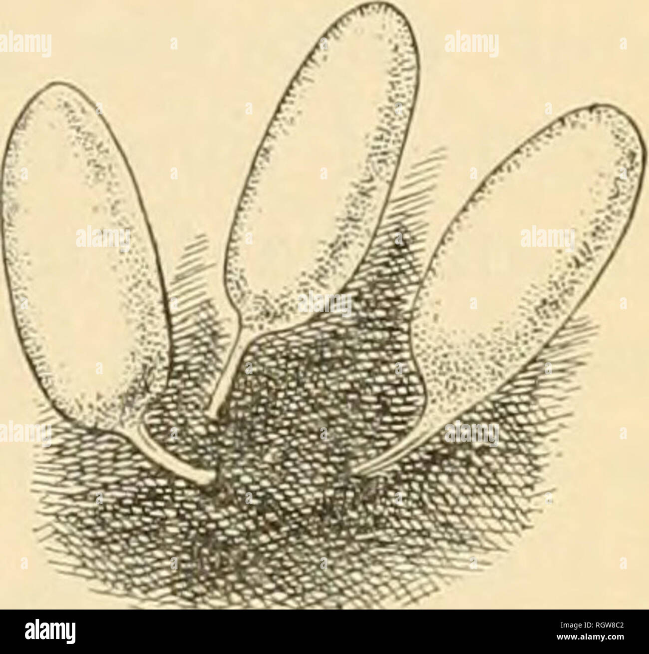 Identifying field mark hi-res stock photography and images - Alamy