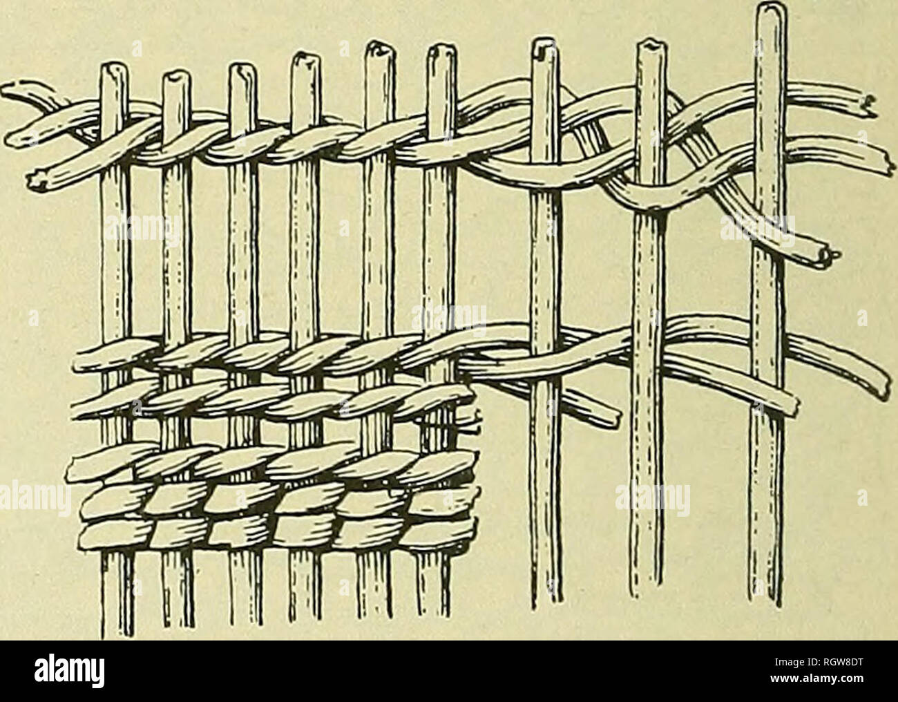 . Bulletin - United States National Museum. Science. Fig. 24. three ply ...