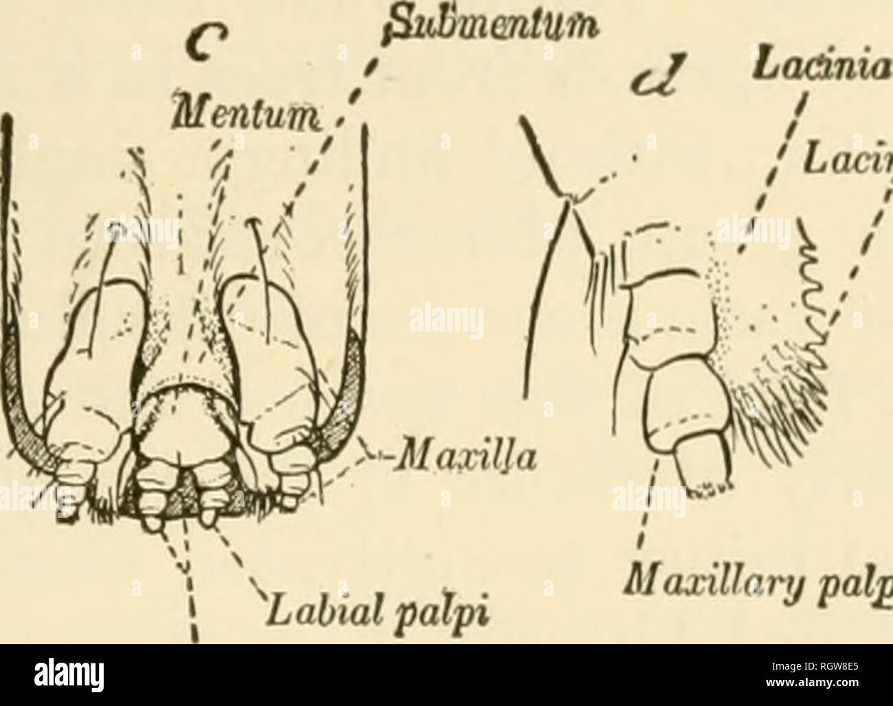 Oviposits hi-res stock photography and images - Alamy