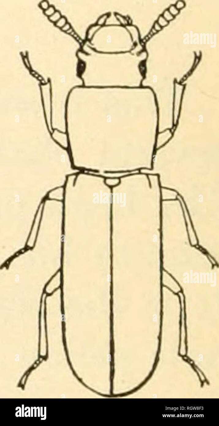 . Bulletin. Insects; Insect pests; Entomology; Insects; Insect pests ...