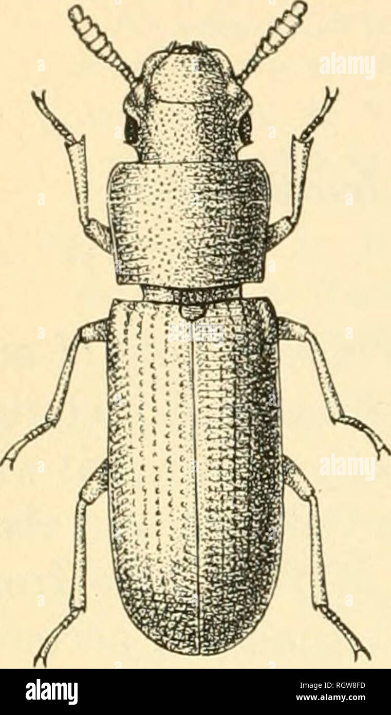 . Bulletin. Insects; Insect pests; Entomology; Insects; Insect pests ...