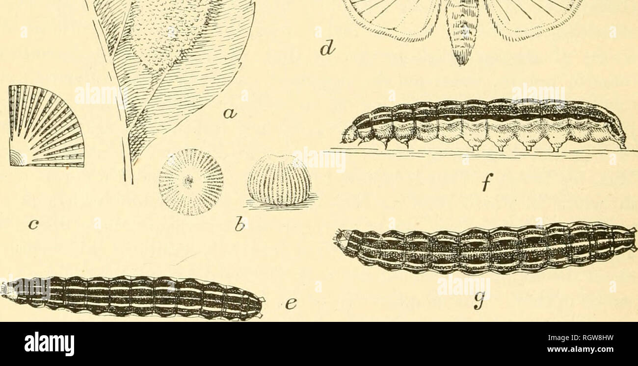 . Bulletin. Insects; Insect pests; Entomology; Insects; Insect pests ...