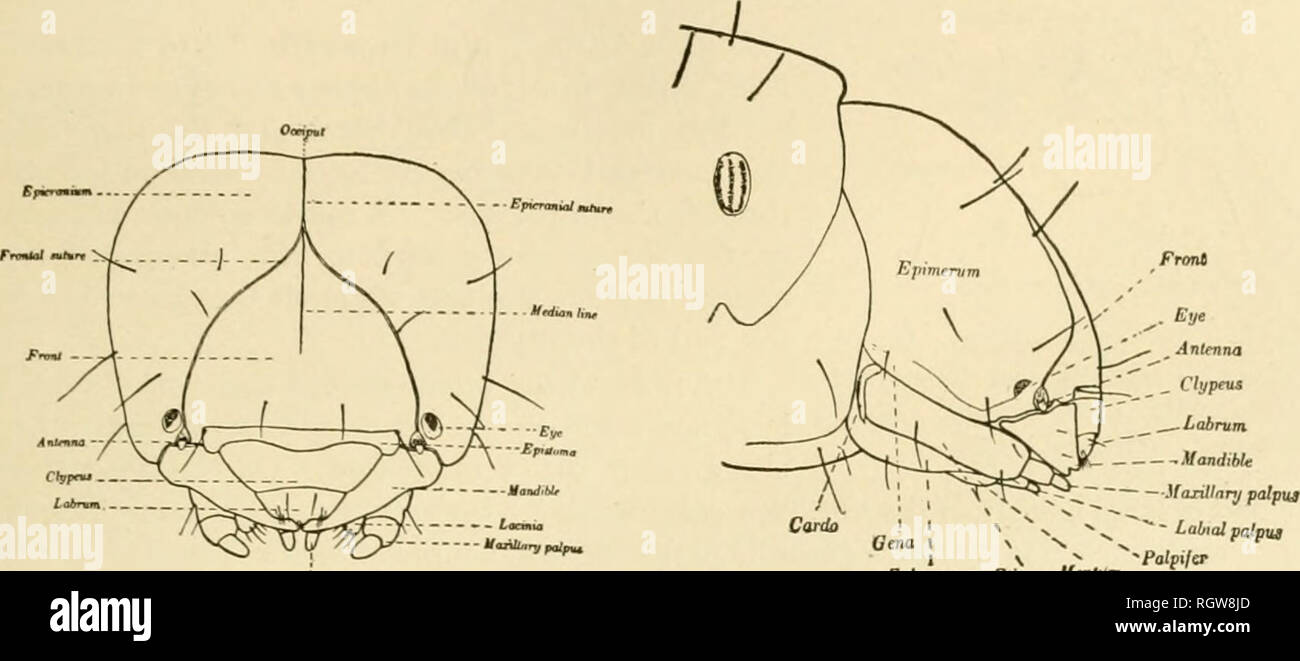 . Bulletin. Insects; Insect pests; Entomology; Insects; Insect pests ...