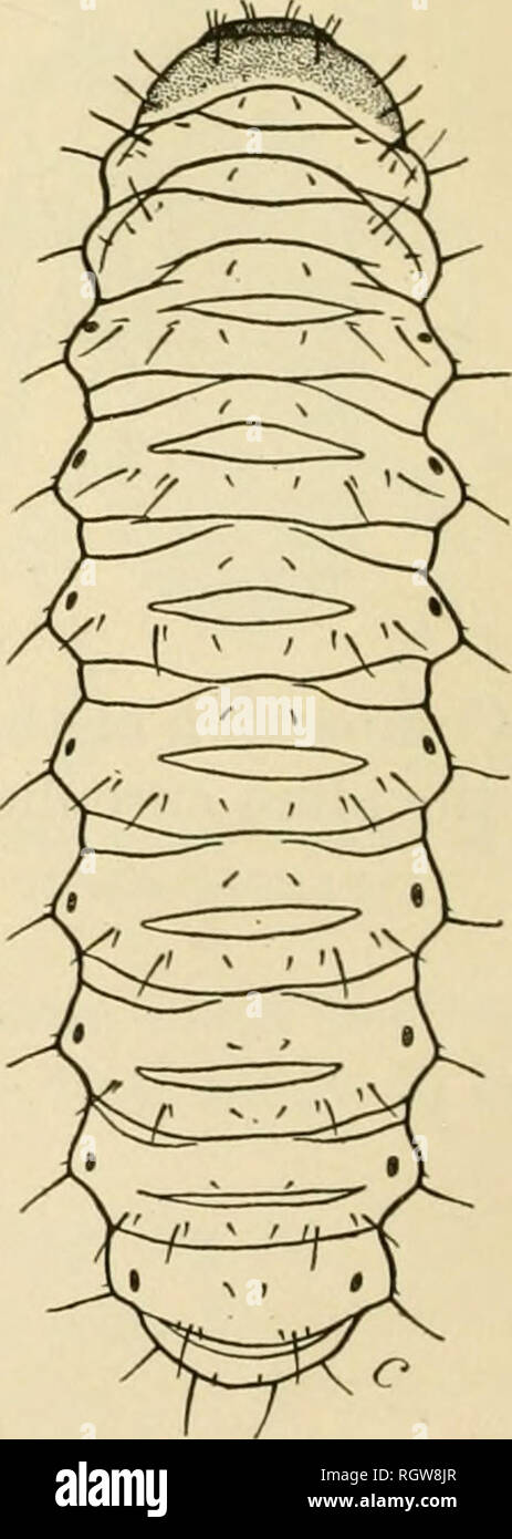 . Bulletin. Insects; Insect pests; Entomology; Insects; Insect pests ...