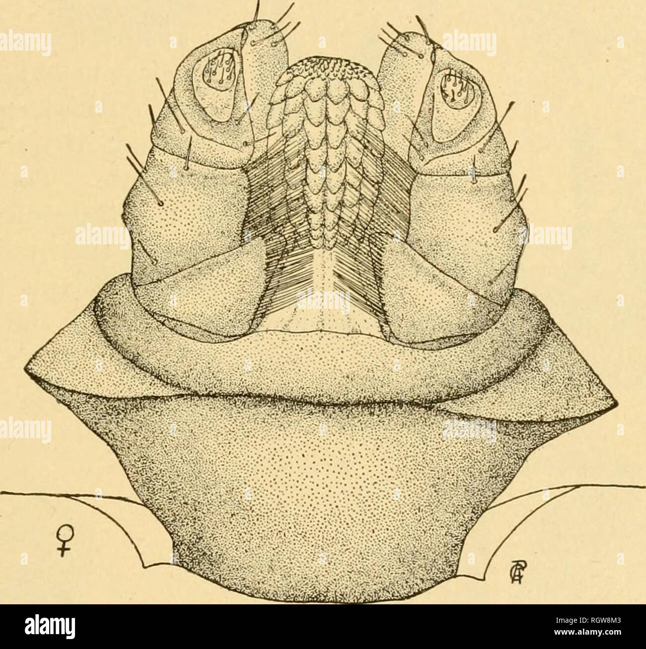 Rhipicephalus hi-res stock photography and images - Alamy