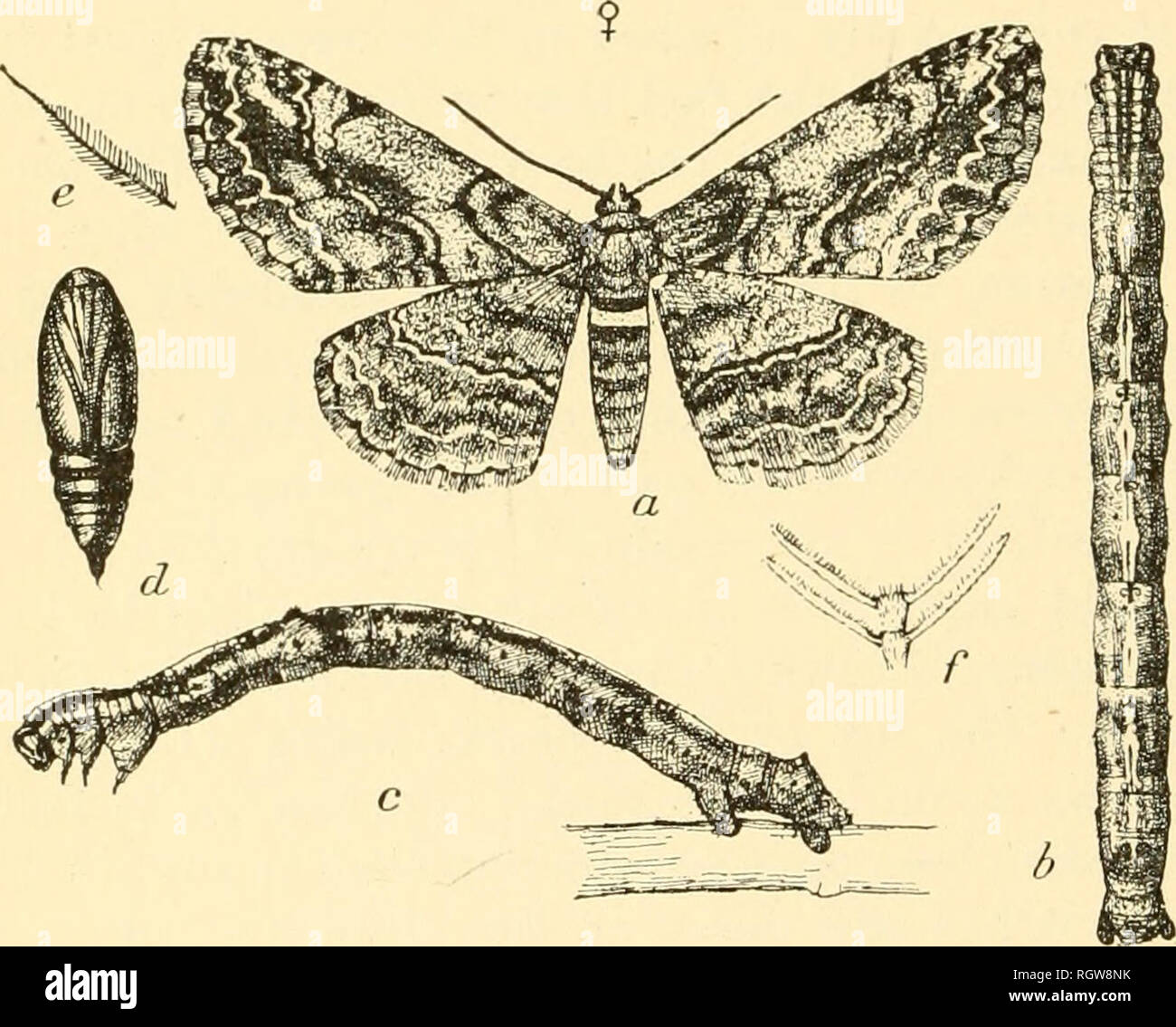 . Bulletin. Insects; Insect pests; Entomology; Insects; Insect pests ...