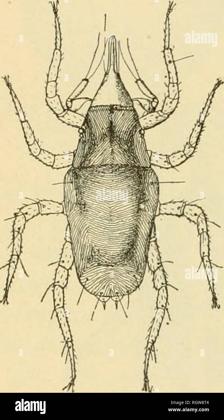 Cicada eggs hi-res stock photography and images - Alamy
