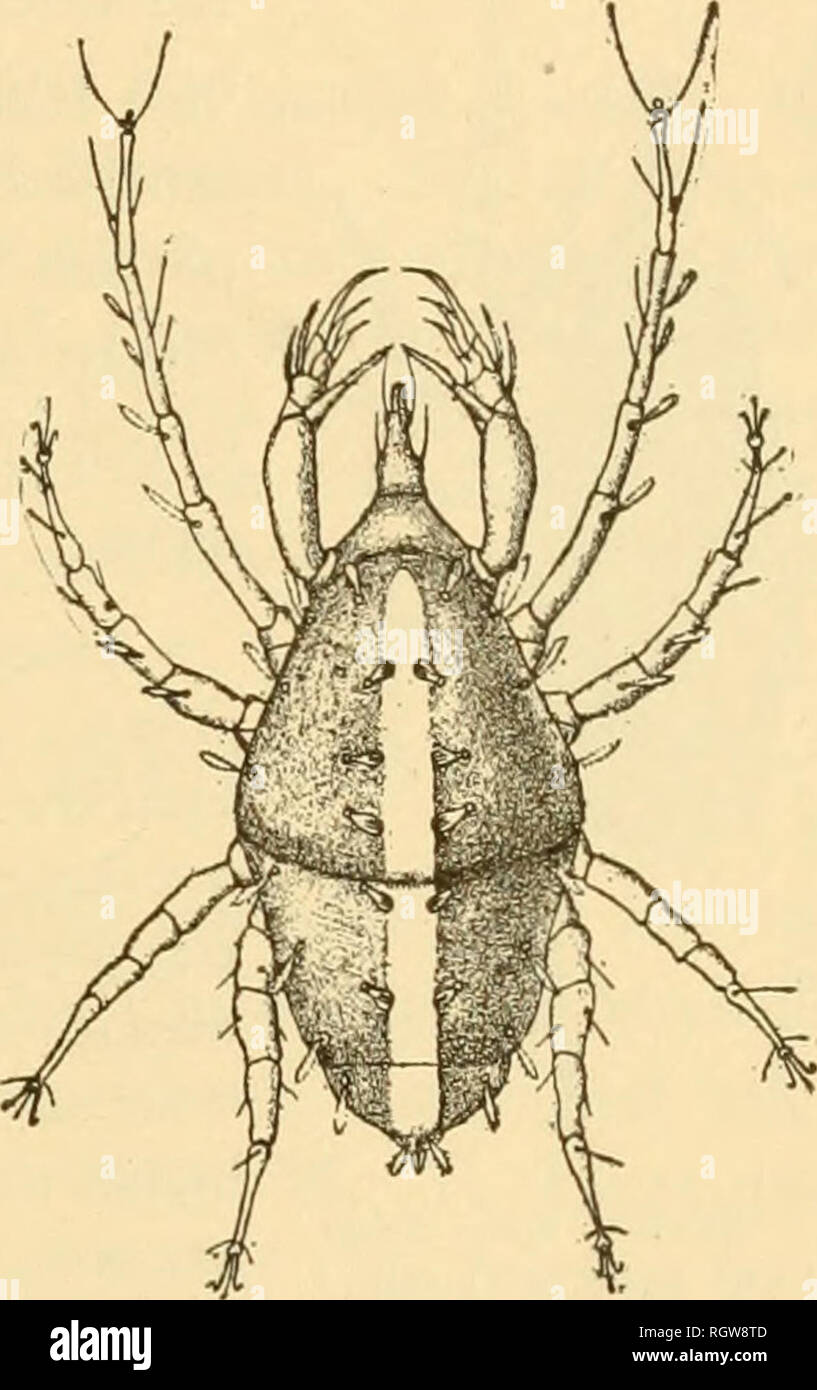 . Bulletin. Insects; Insect pests; Entomology; Insects; Insect pests ...