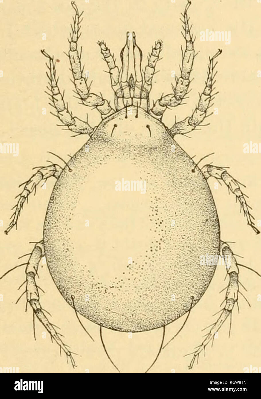 Predaceous mites hi-res stock photography and images - Alamy