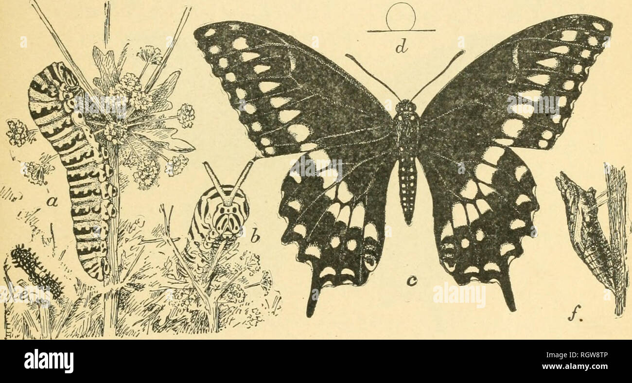 . Bulletin. Insects; Insect pests; Entomology; Insects; Insect pests ...