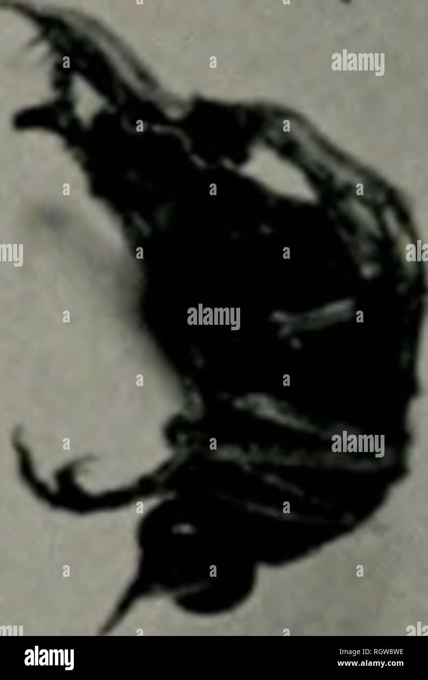 Two horned spider hi-res stock photography and images - Alamy