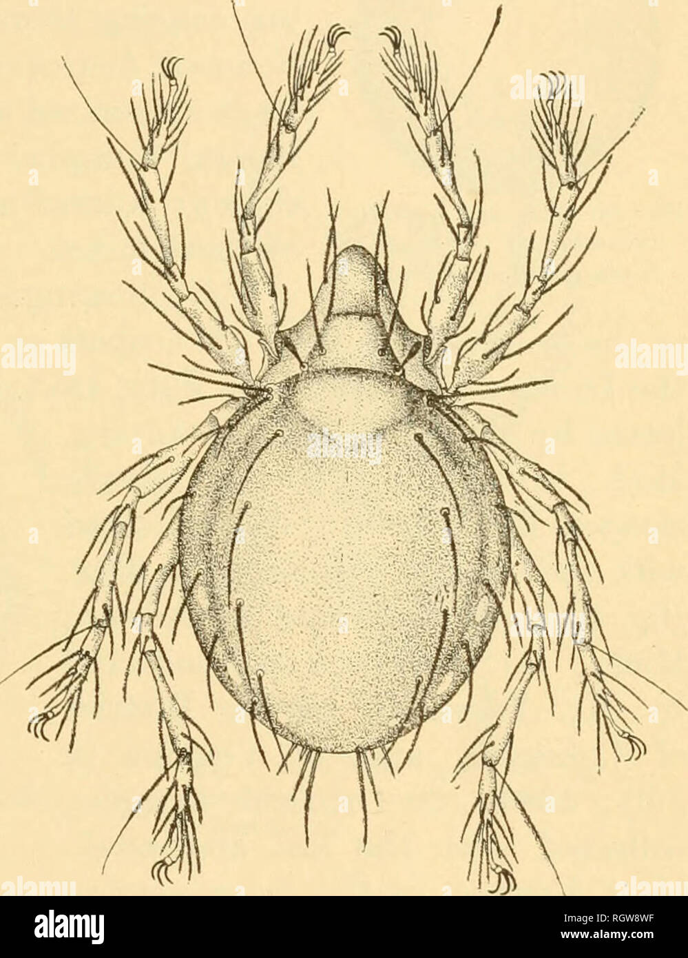 Predaceous mites hi-res stock photography and images - Alamy