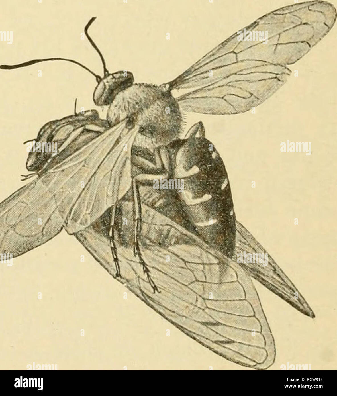 . Bulletin. Insects; Insect pests; Entomology; Insects; Insect pests ...