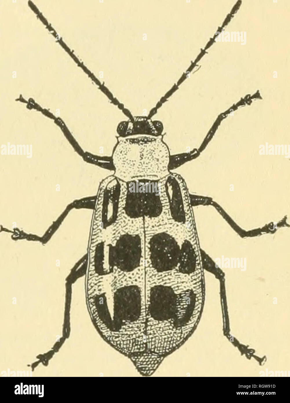 Five insects on one plant hi-res stock photography and images - Alamy