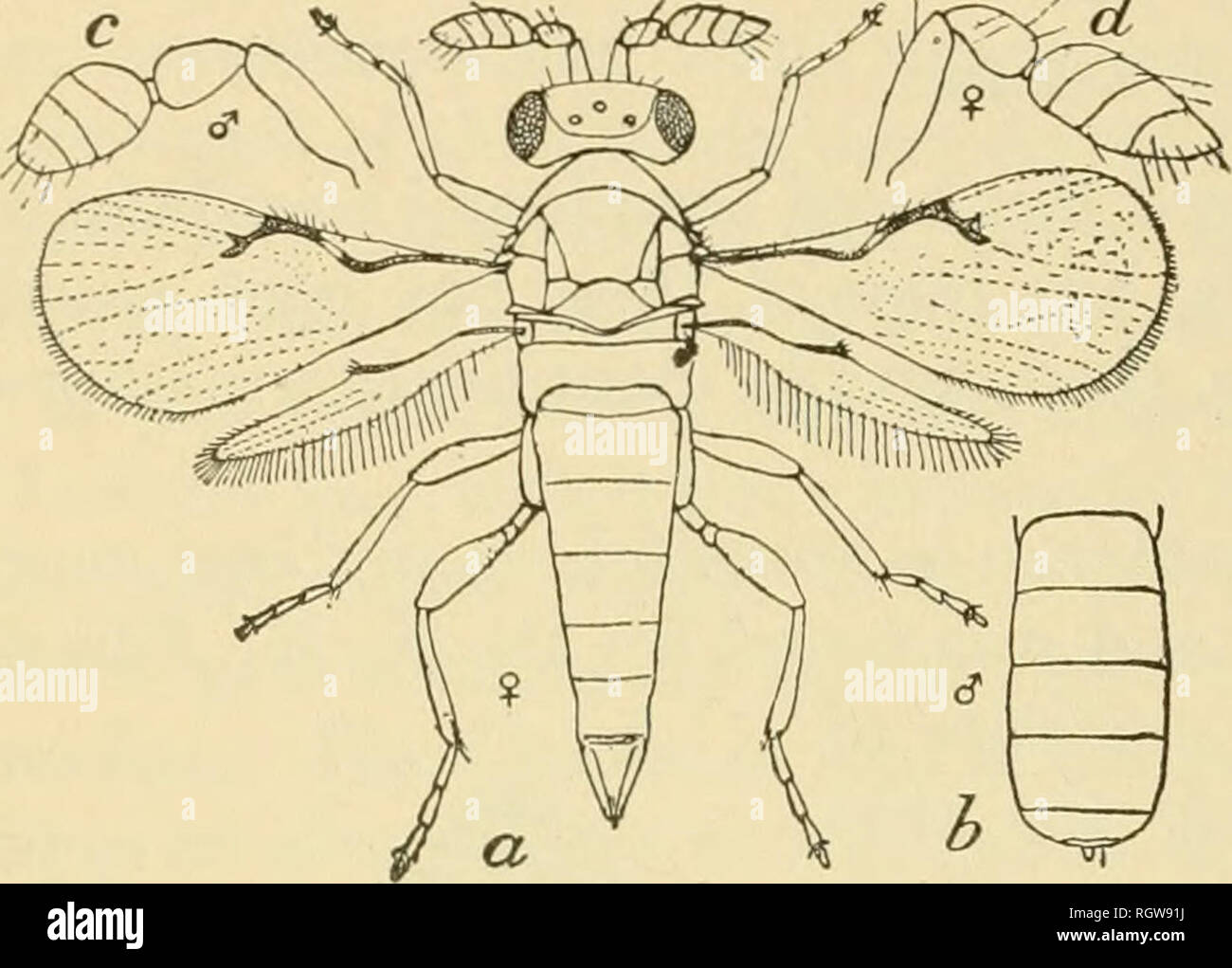 . Bulletin. Insects; Insect pests; Entomology; Insects; Insect pests ...