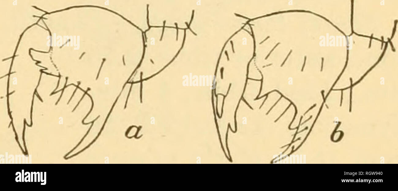 . Bulletin. Insects; Insect pests; Entomology; Insects; Insect pests ...