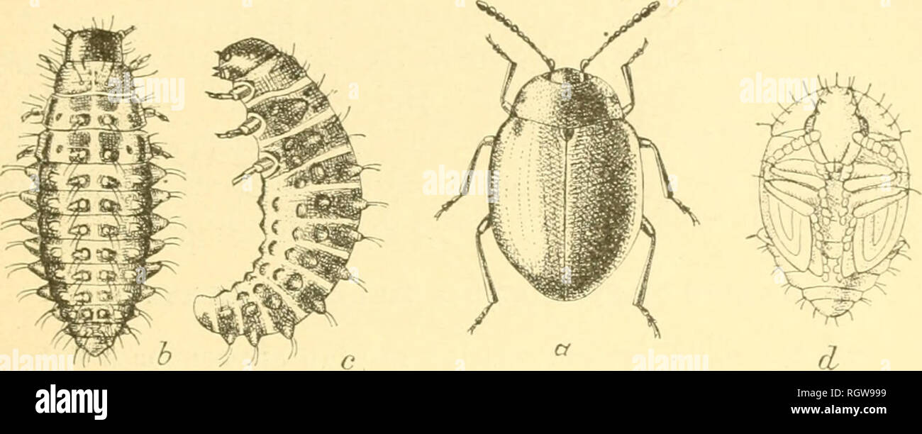 . Bulletin. Insects; Insect pests; Entomology; Insects; Insect pests ...
