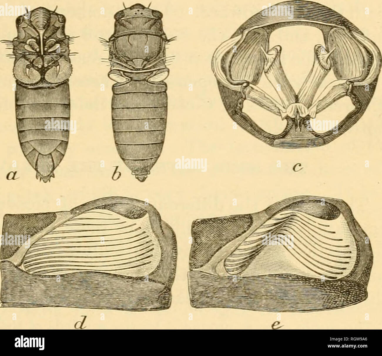 . Bulletin. Insects; Insect pests; Entomology; Insects; Insect pests ...