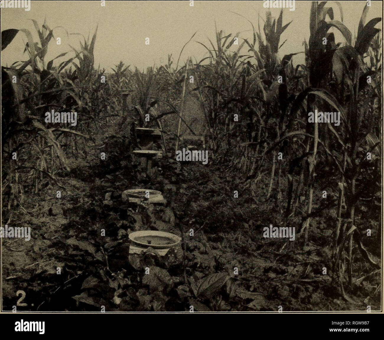 Light trap for moths hi-res stock photography and images - Alamy