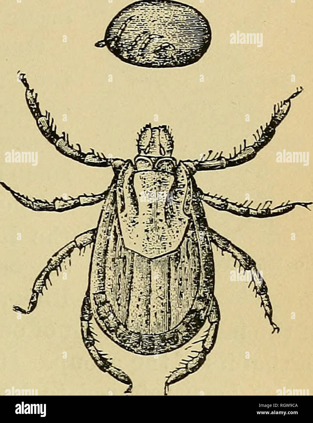 . Bulletin - United States National Museum. Science. Fig. 134.—The ...