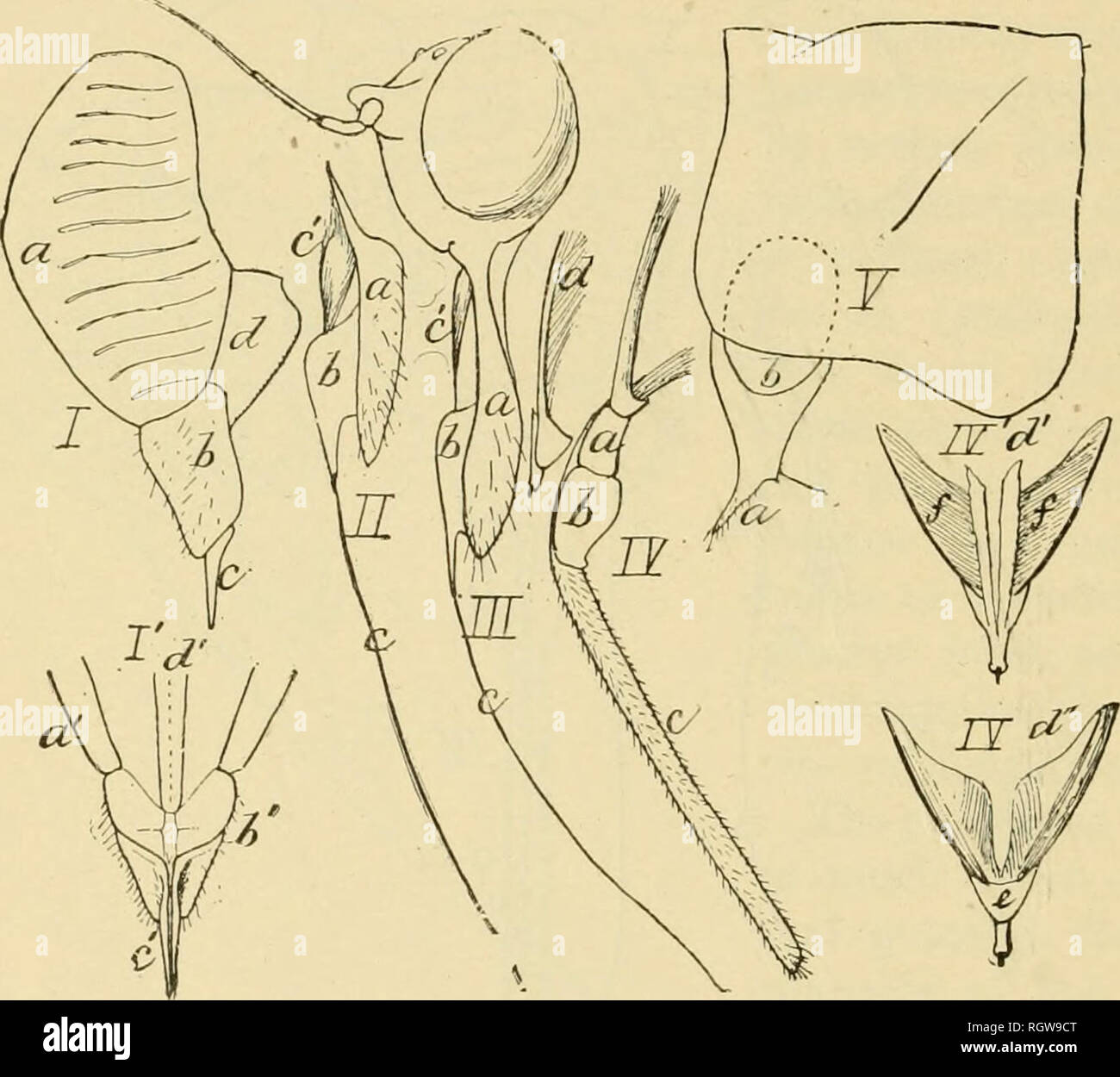 What is the purpose of a cicada hi-res stock photography and images - Alamy