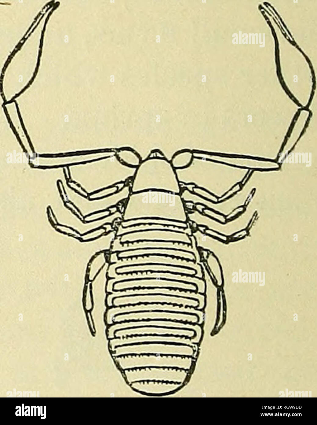 Collecting spiders hi-res stock photography and images - Alamy