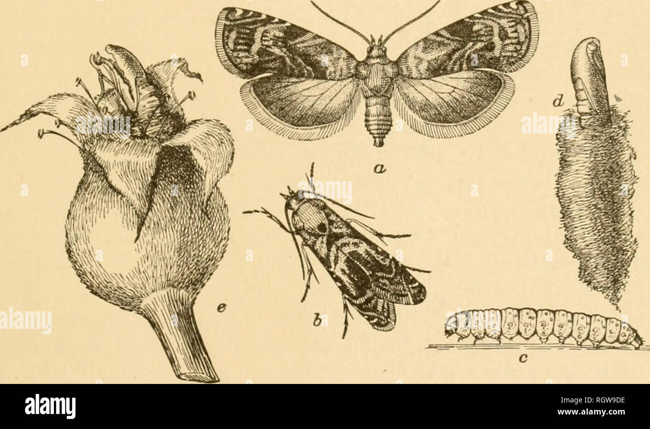 Half Man Half Insect High Resolution Stock Photography and Images - Alamy