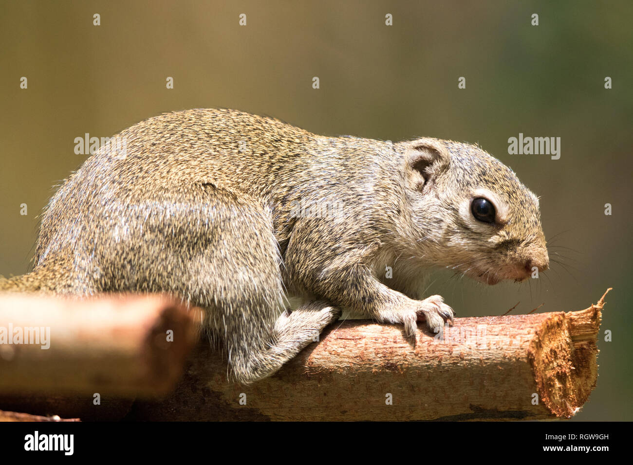Sun Squirrel (Heliosciurus gambianus Stock Photo - Alamy