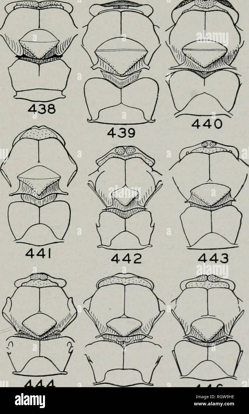 . Bulletin. Natural history; Natural history. Fig. 431.—Neotrichia sp ...