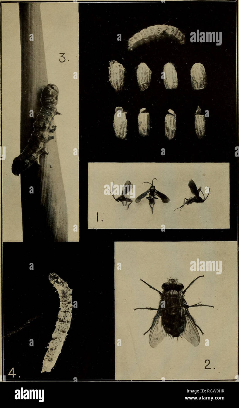 . Bulletin. Insects; Insect pests; Entomology; Insects; Insect pests ...