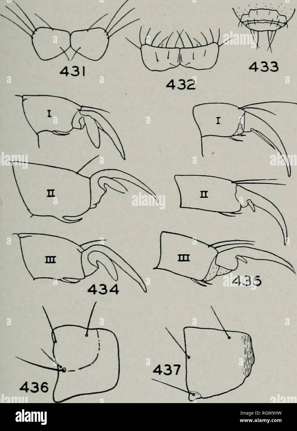. Bulletin. Natural history; Natural history. August, 1944 Ross: Caddis ...