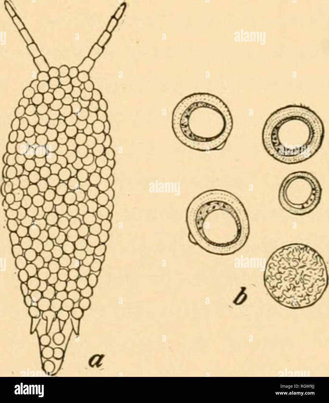 . Bulletin. Insects; Insect pests; Entomology; Insects; Insect pests ...