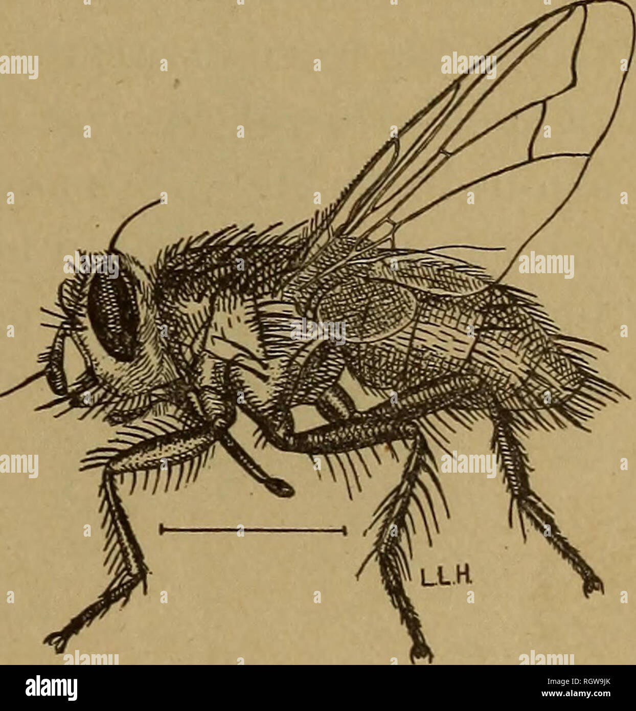 . Bulletin. Insects; Insect pests; Entomology; Insects; Insect pests ...