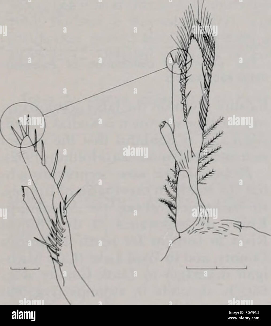 Palaemonetes kadiakensis hi-res stock photography and images - Alamy