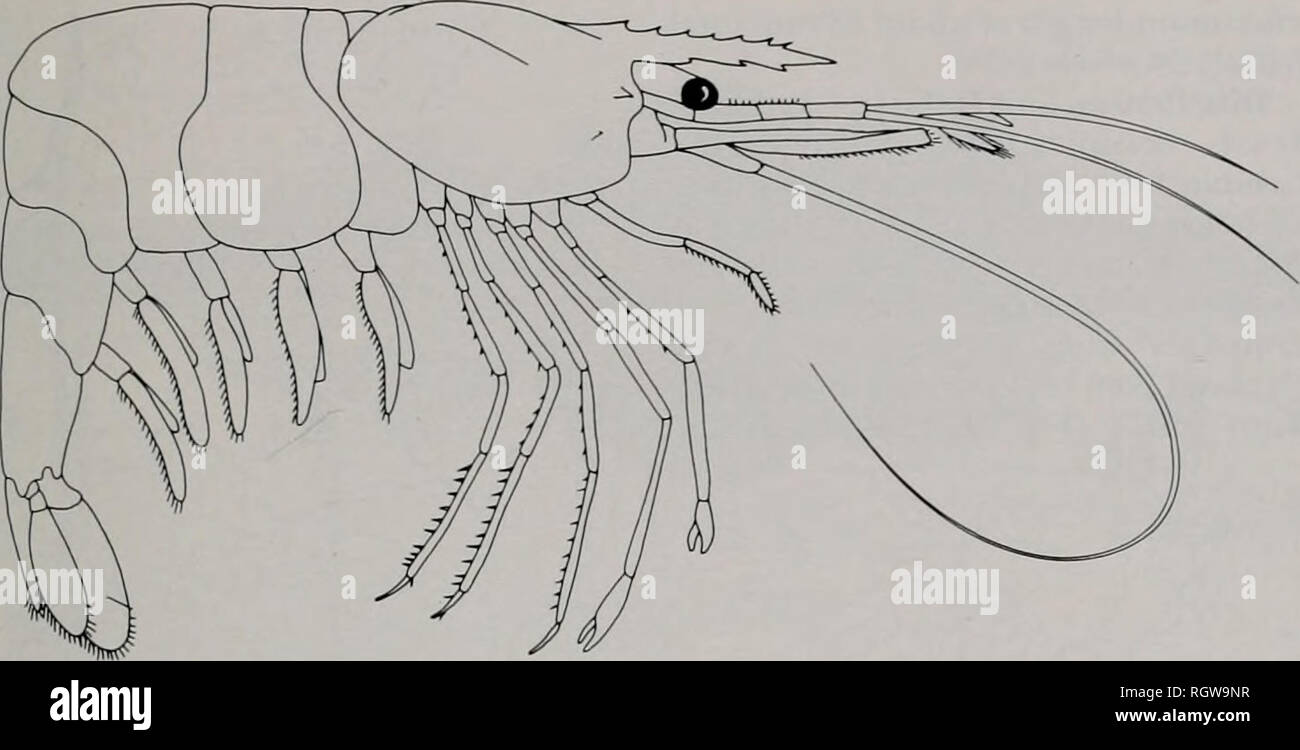 Palaemonetes kadiakensis hi-res stock photography and images - Alamy